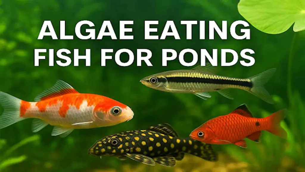 Best Algae Eating Fish for Ponds (With Care Tips)