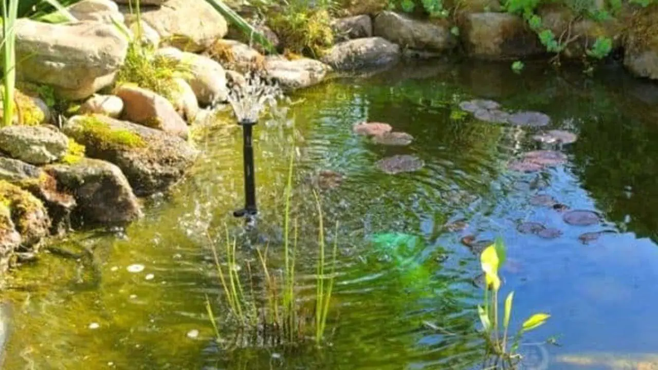 Using Baking Soda To Control Pond Algae A Natural Solution